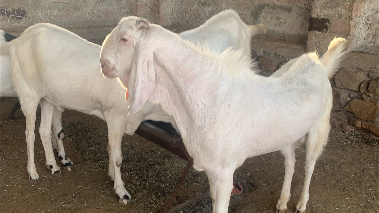 2023 India’s Biggest Sojat / Gujri Bakra 4 Bakra Heavy Goat - YouTube