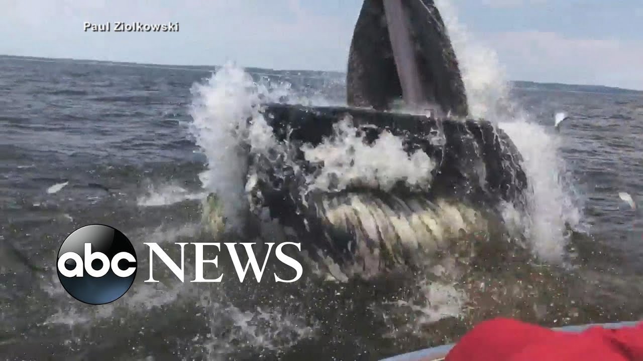 Fishermen rescued after whale flips boat - YouTube