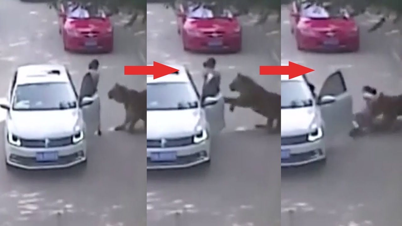 Tiger Attacks Woman At Beijing, Chinese Safari Park Video | Most ...