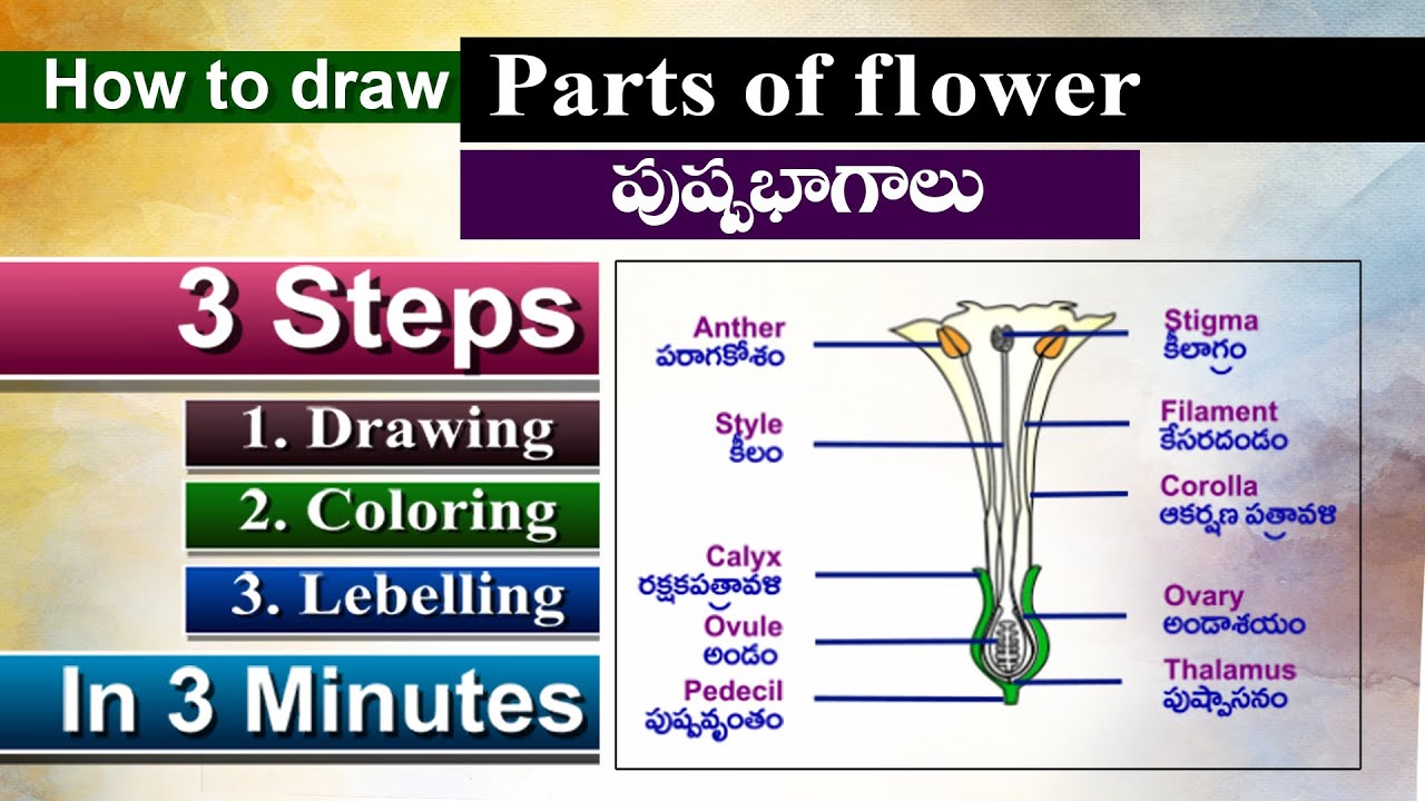 How to draw parts of flower - YouTube