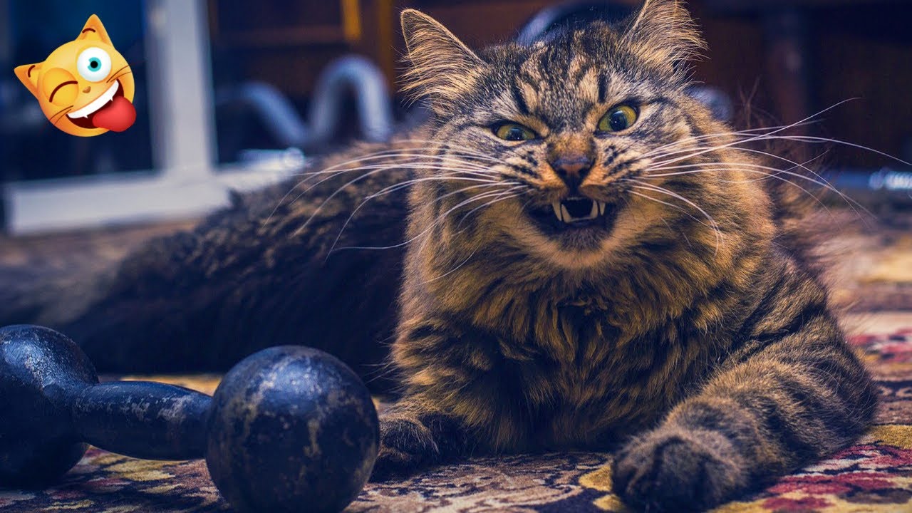 Funny sportsmen cats, hard training - YouTube