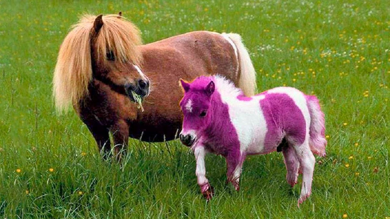 Las 10 RAZAS de ponis más DESCONOCIDAS del Mundo - YouTube