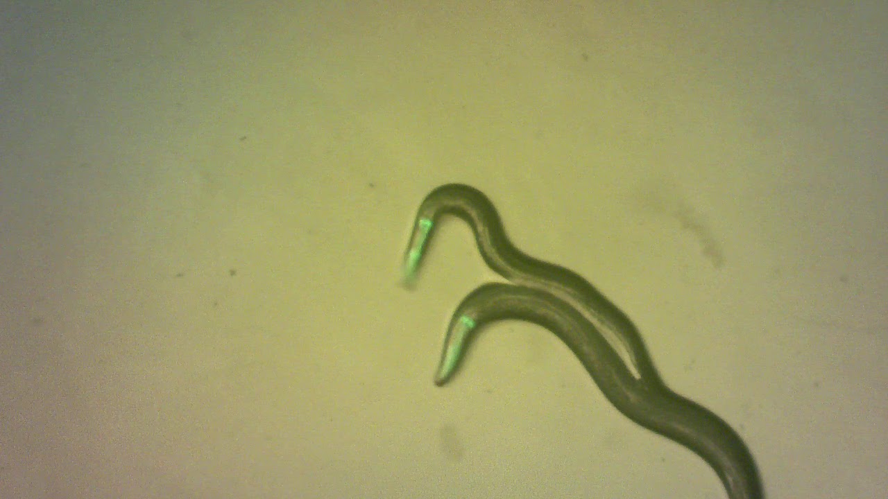 Two C. briggsae worms mating - YouTube