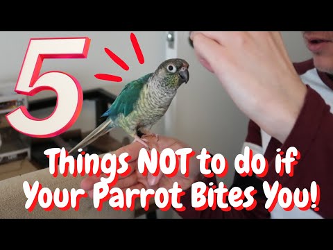 5 Things NOT to do When Your Parrot Bites! | TheParrotTeacher - YouTube