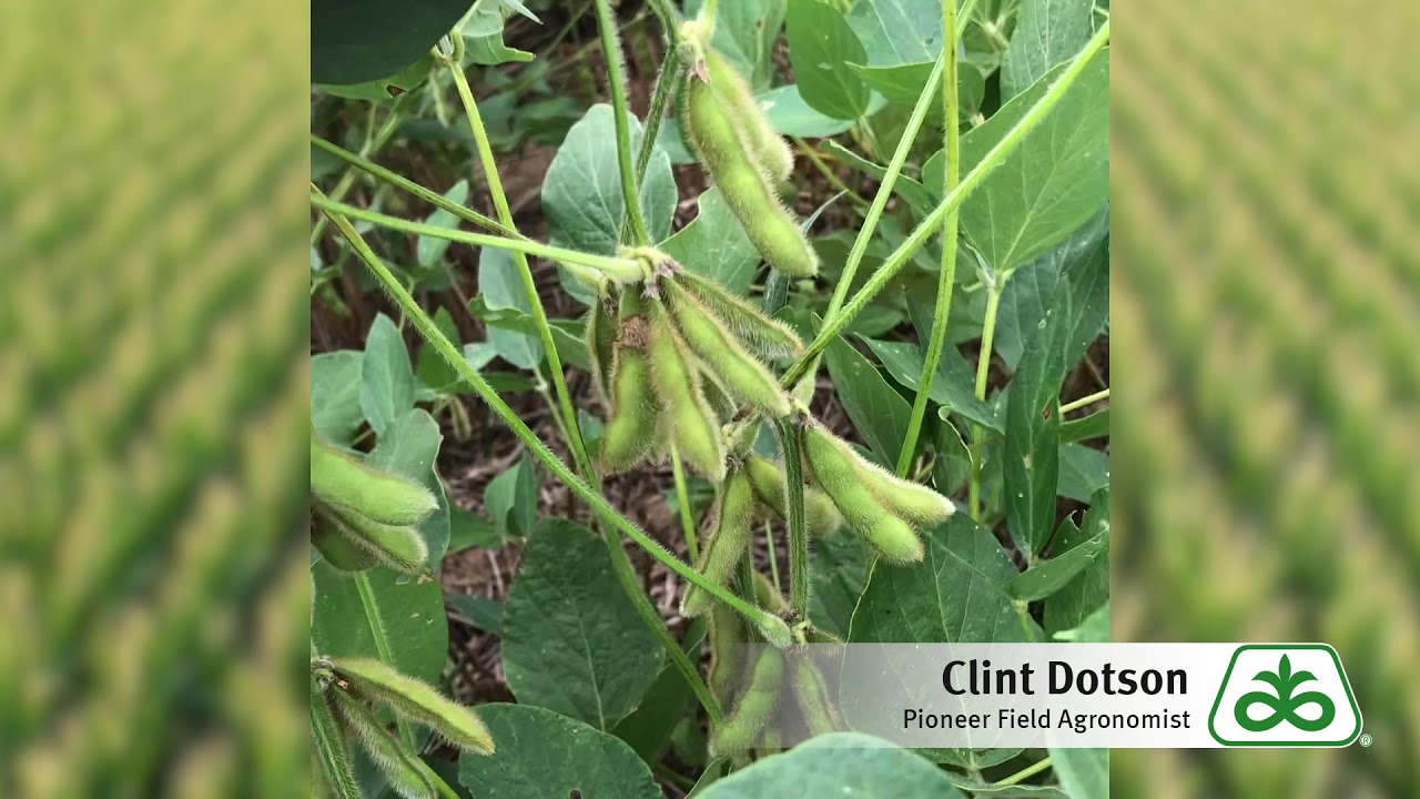 Soybean Reproductive Staging and Nodulation - YouTube