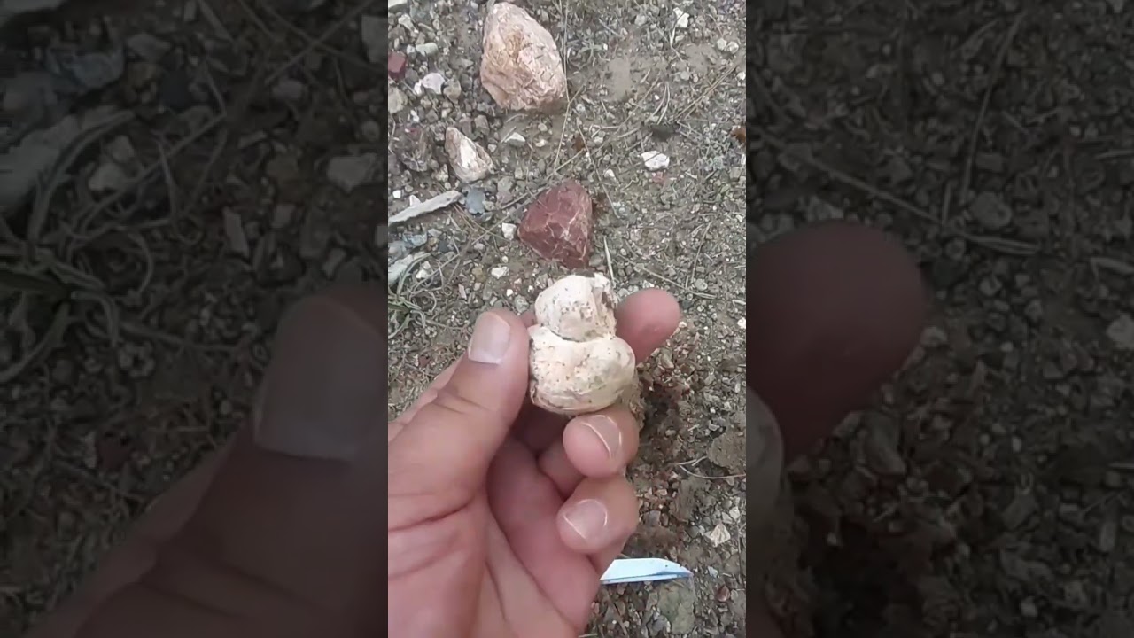 Domalan mantar avı | Domalan mantarı nasıl bulunur - YouTube