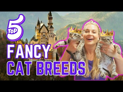 Top 5 Royal Cat Breeds to Own?!?! | Fancy Cats