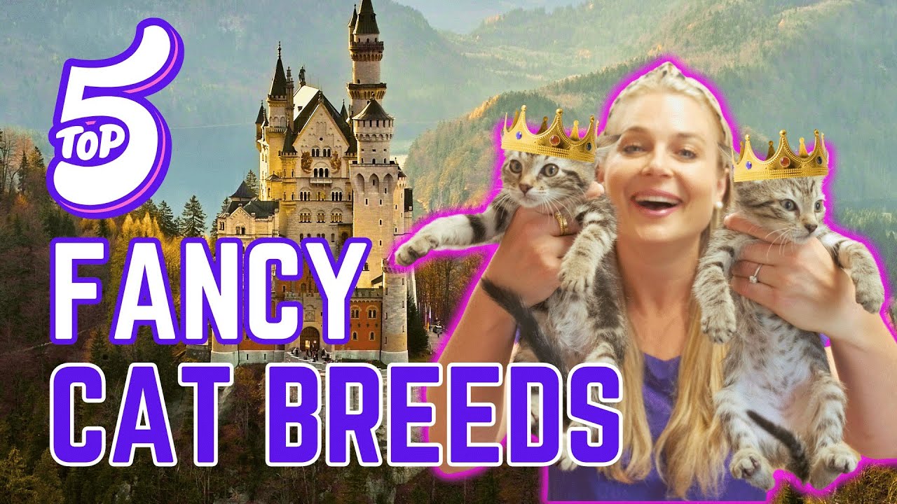 Top 5 Royal Cat Breeds to Own?!?! | Fancy Cats - YouTube