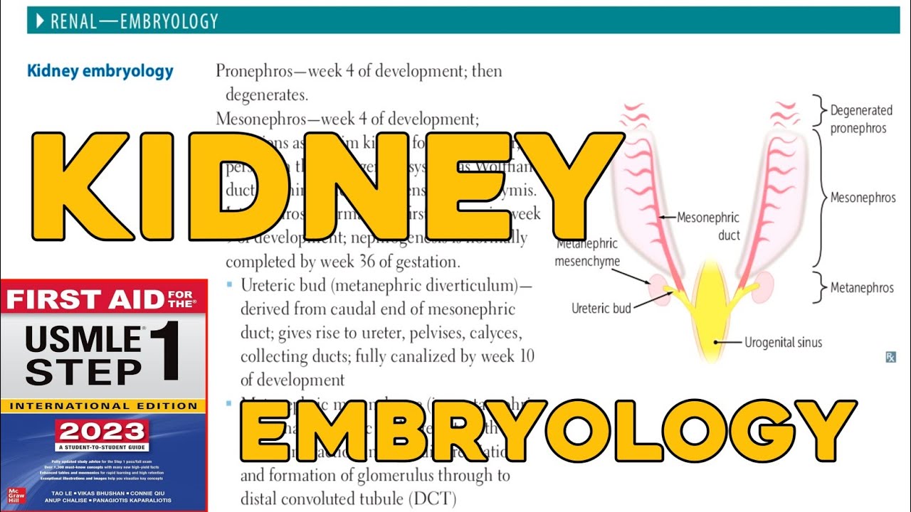 renal embryology || pronephros || mesonephros || metanephros || usmle ...