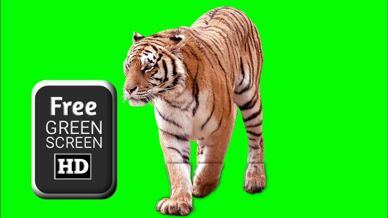 Green screen tiger video | green screen tiger effect | tiger walking ...