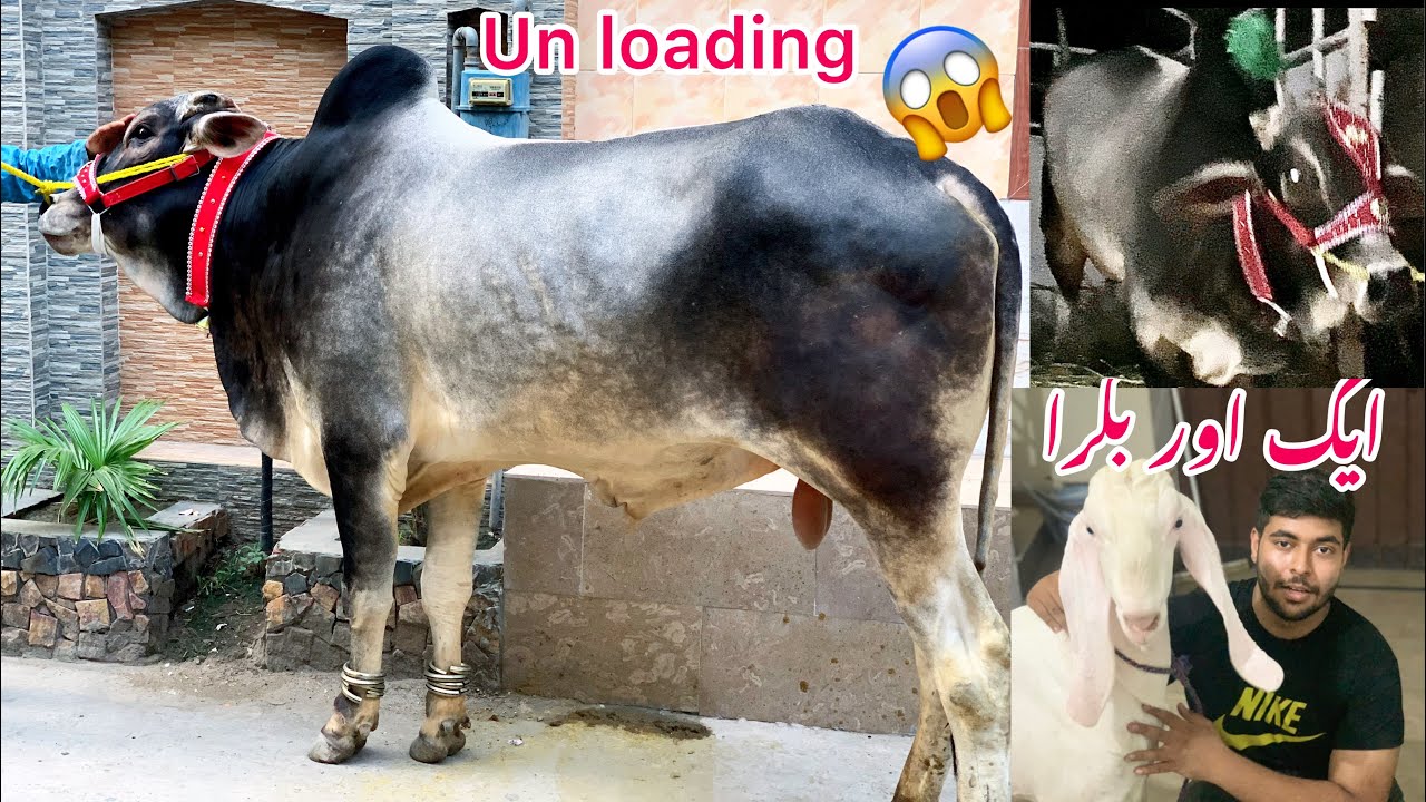 Cow un loading | Aik or bakra aaa geya | Qurbani 2023 - YouTube