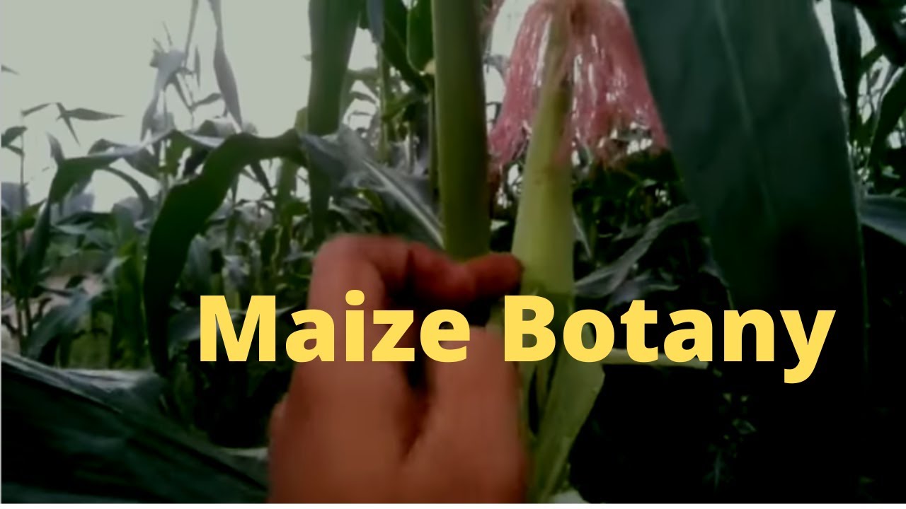 Maize Botany - YouTube