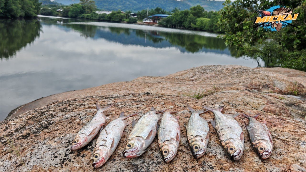 Spot Ini Betul2 Rumah Ikan Bulat Baru Baling Makan Terus!! || Spot ...