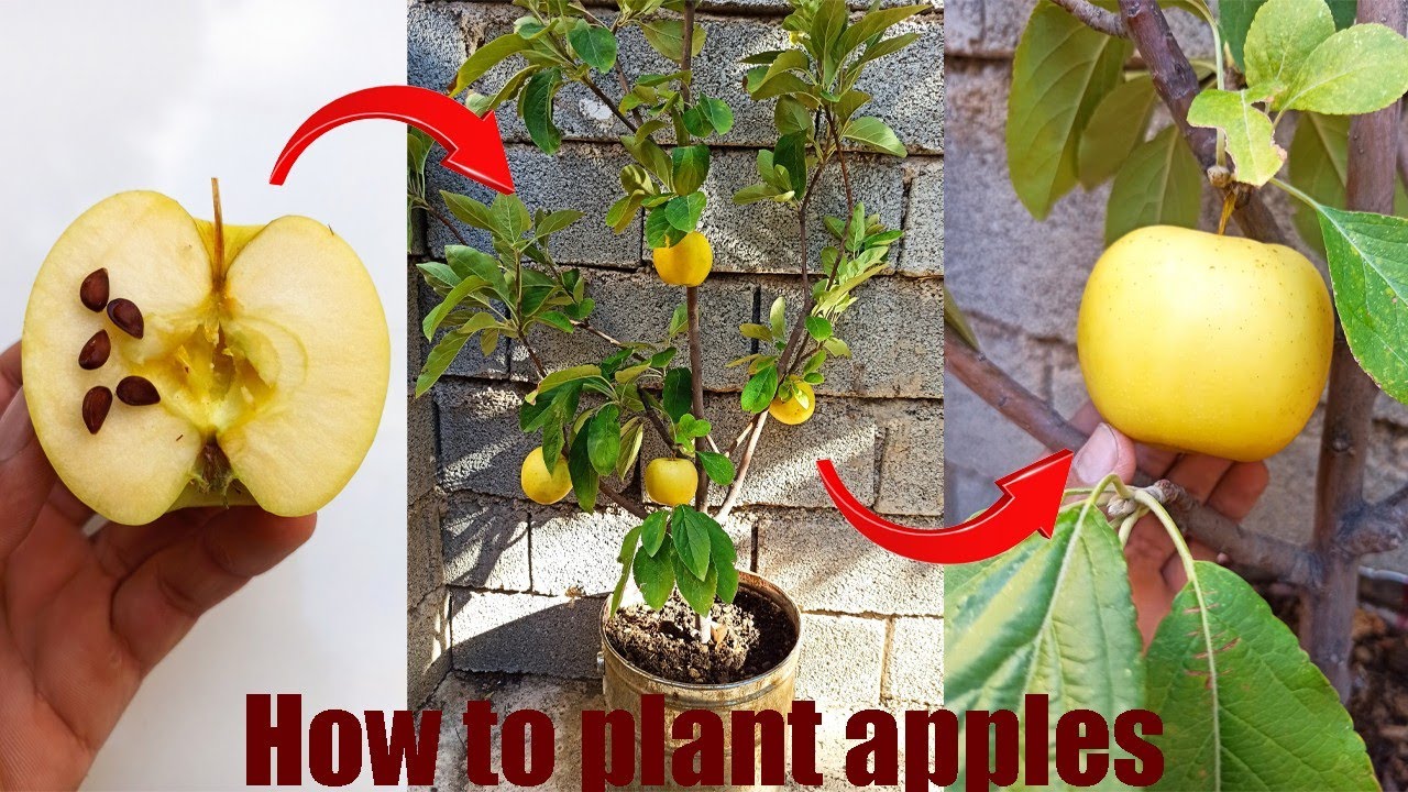 How to grow an apple tree from seed _an easy step-by-step process - YouTube