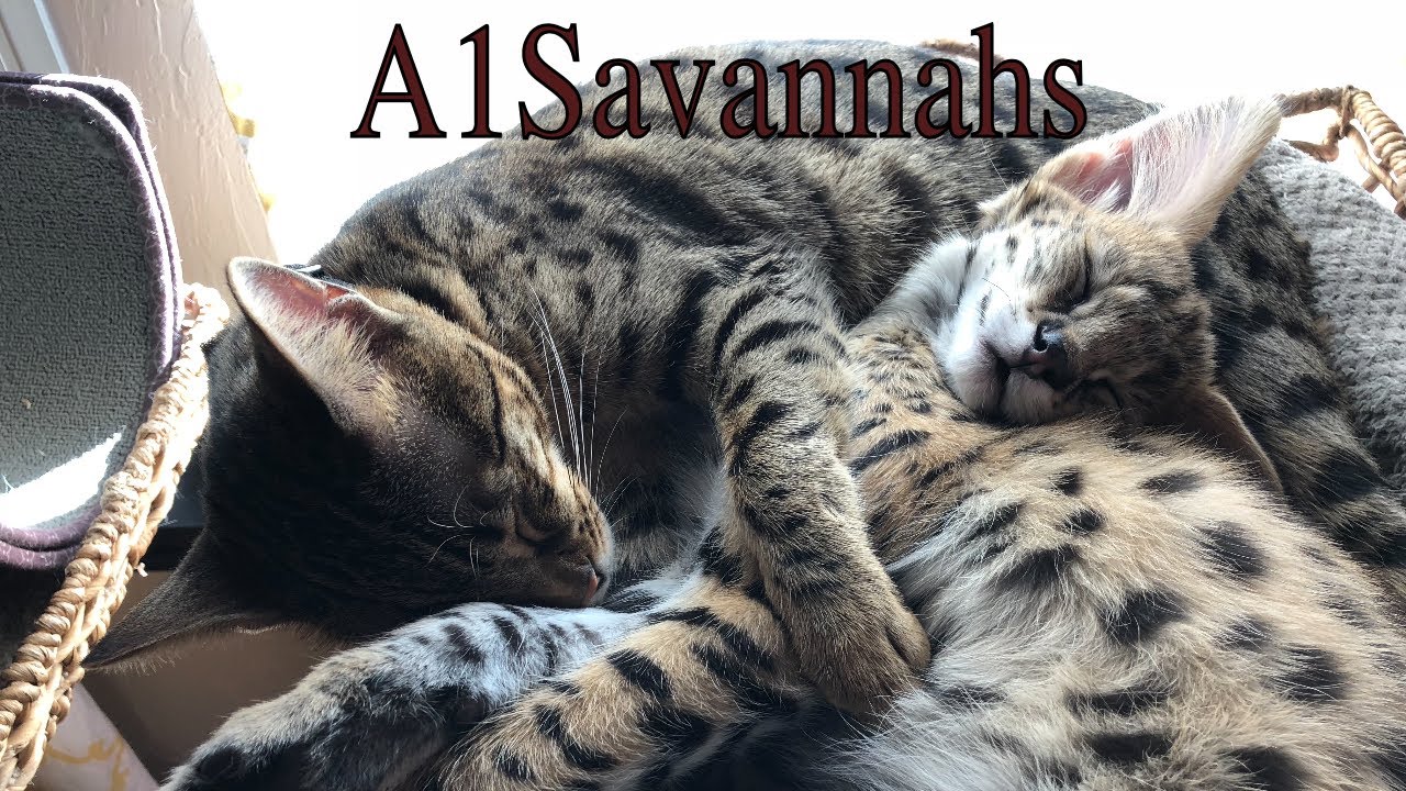 Large Cats at play [] Serval, F2 kitten and F3 Savannahs - YouTube