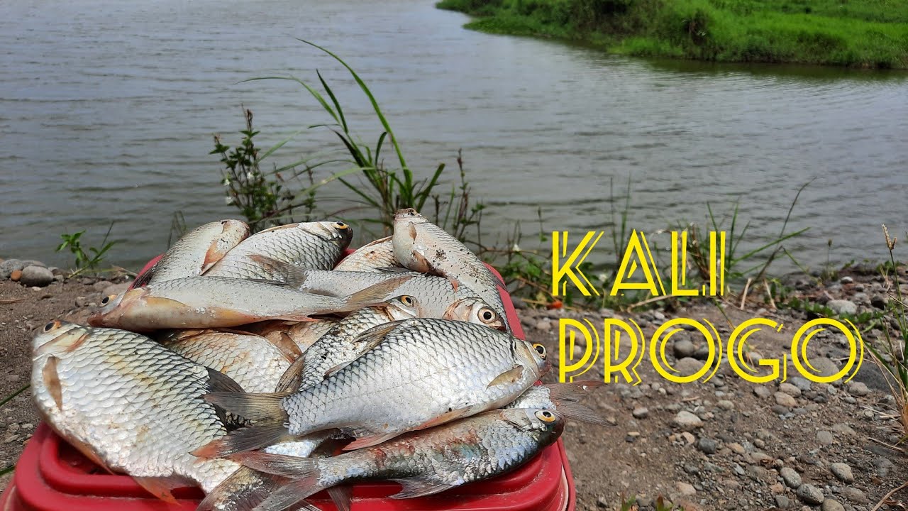 MANCING WADER JOGJA mancing wader di kali progo,ikan seperti di kolam ...