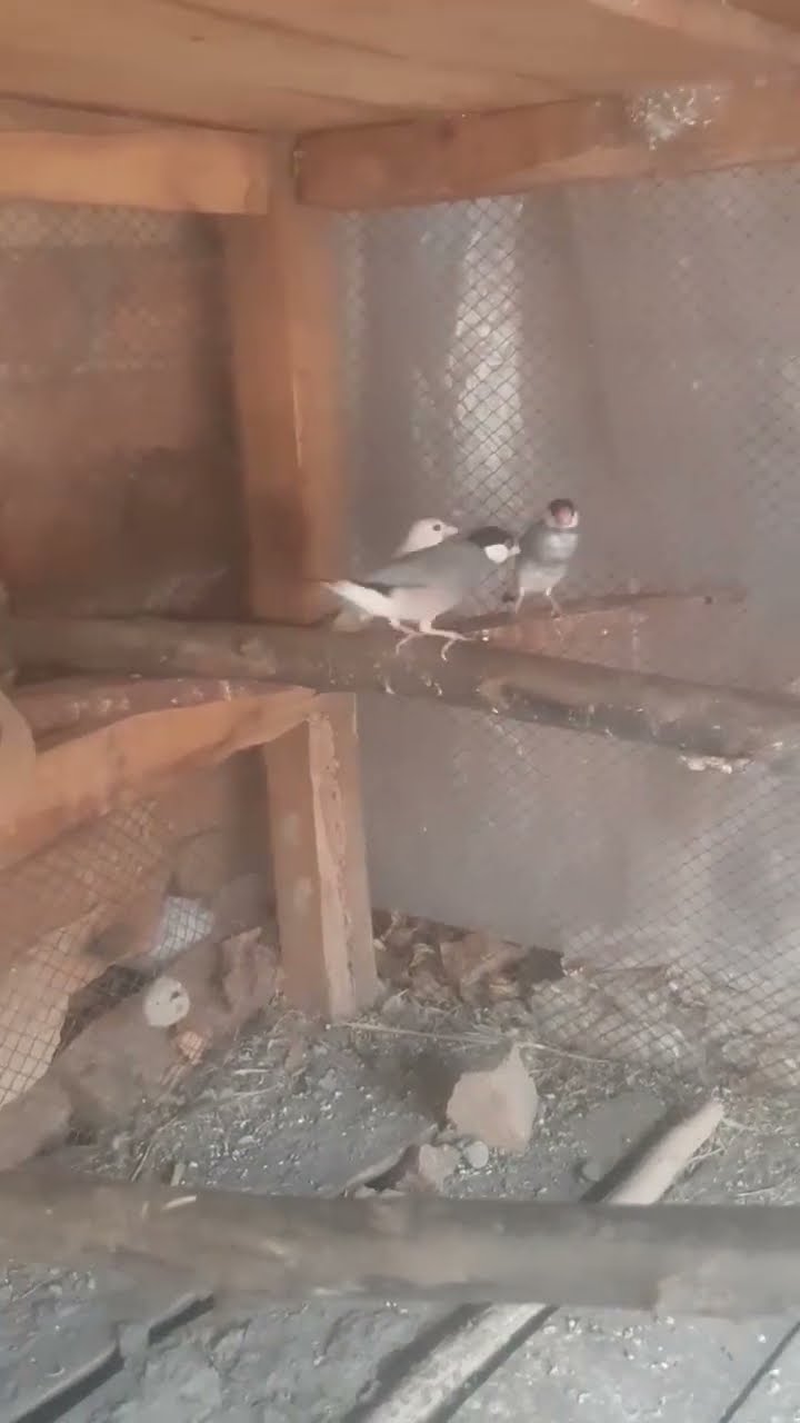 java sparrow colony ara akber shah #java #sparrow #colony #like #subscribe # - YouTube