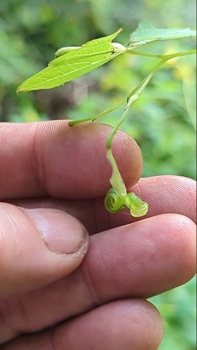 slow motion (1/4 speed) of yellow jewelweed seed pod release. - YouTube