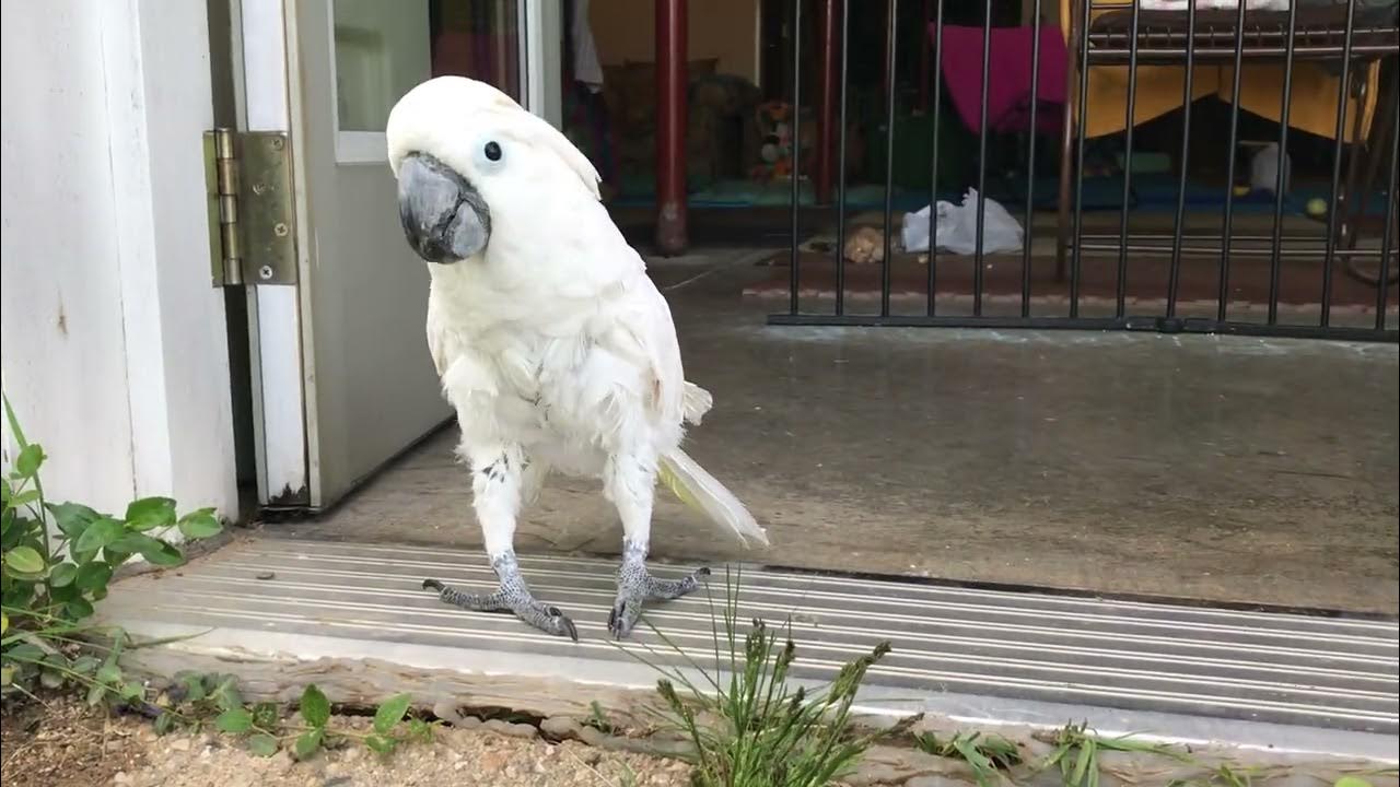 Cockatoo makes mom laugh like a crazy person, mom checks on horses, fun in the doorway! (May ...