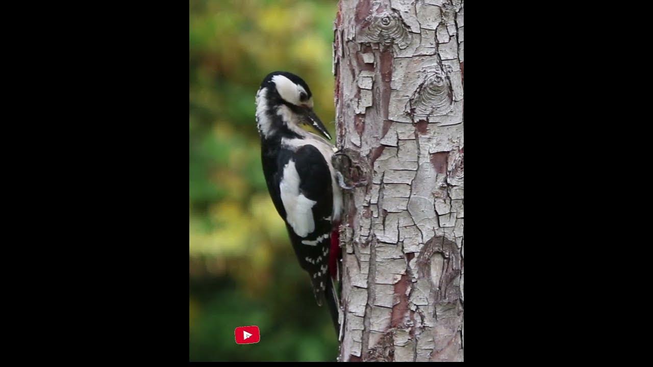 Nature Sound Relaxation_Soothing Forest Birds Singing_Relaxing Sleep_Bird Chirping Sound #shorts ...