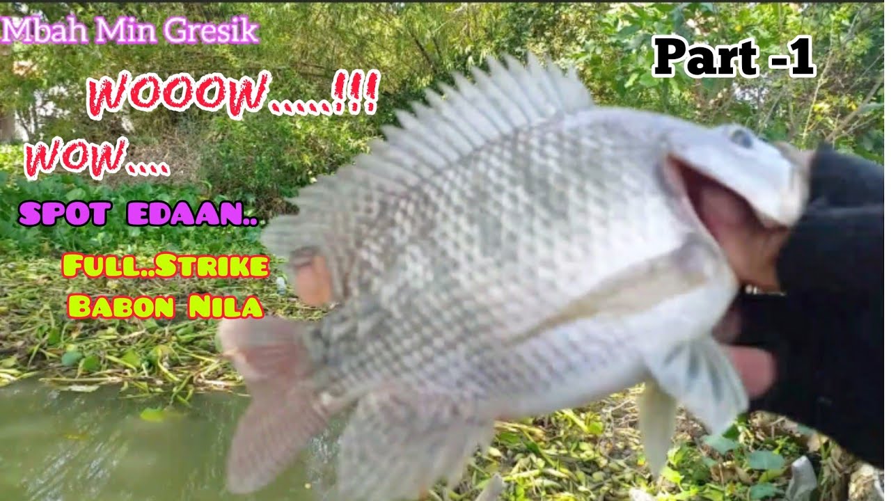EDAAN..LUAR BIASA..//Mancing Liaran Umpan lumut//Full Strike Babon nila ...