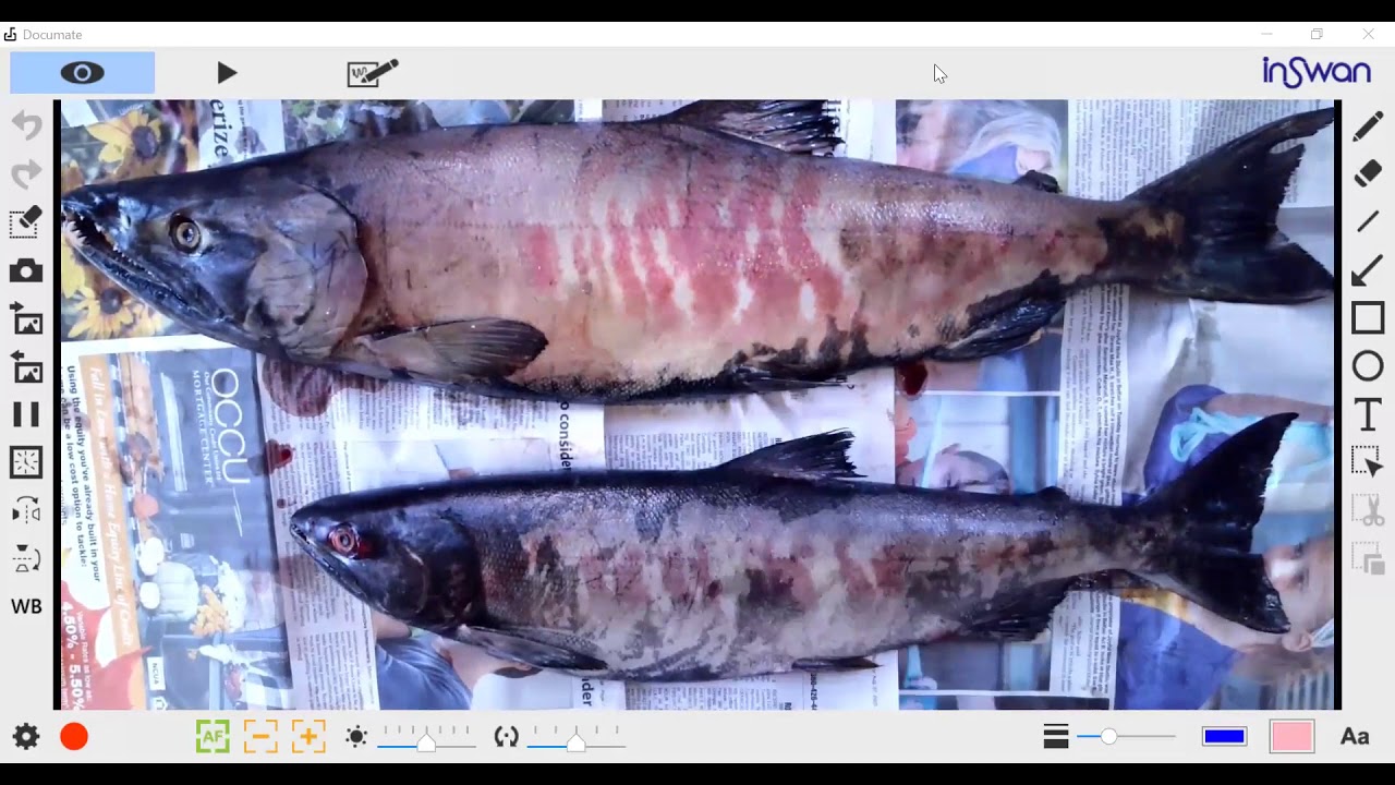 Salmon Dissection 2020 - YouTube
