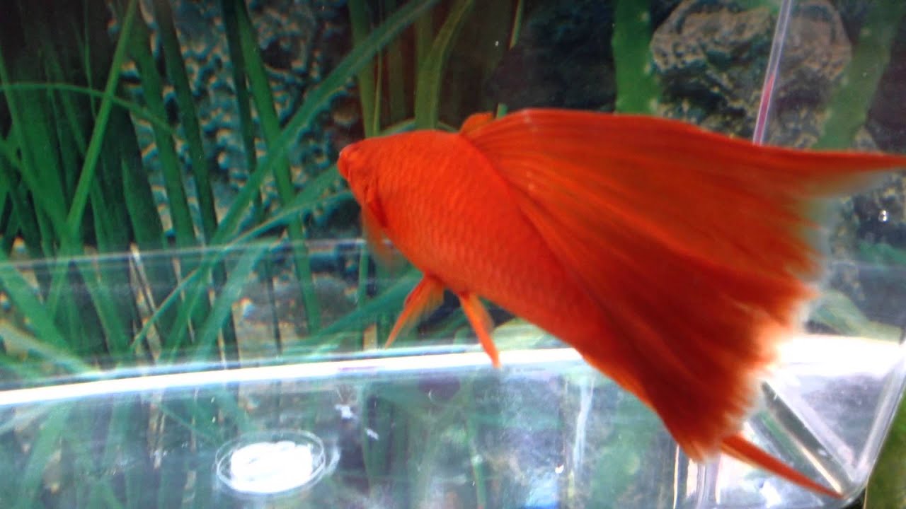 Hi-fin red albino swordtail ♂ (09/2014) - YouTube