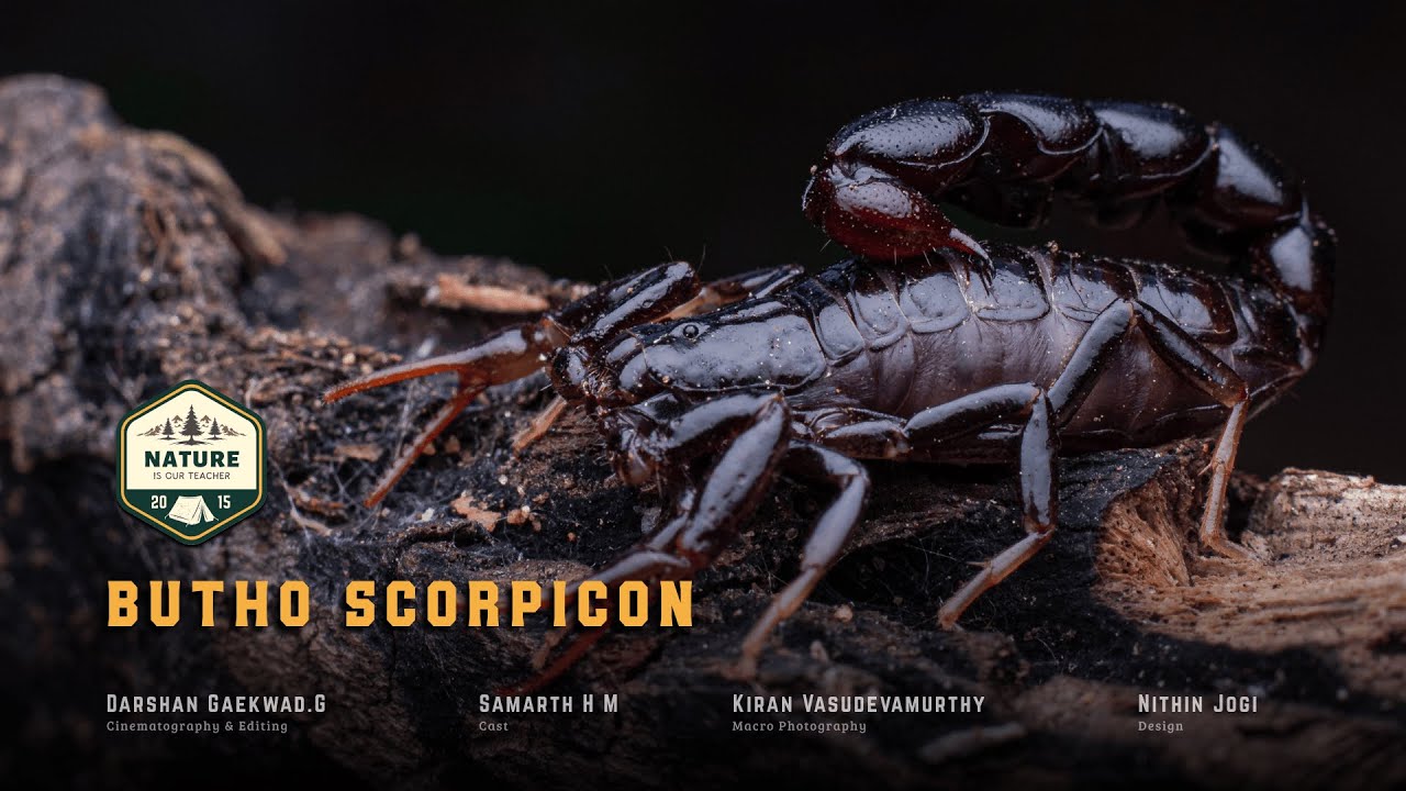 BUTHO SCORPION - YouTube