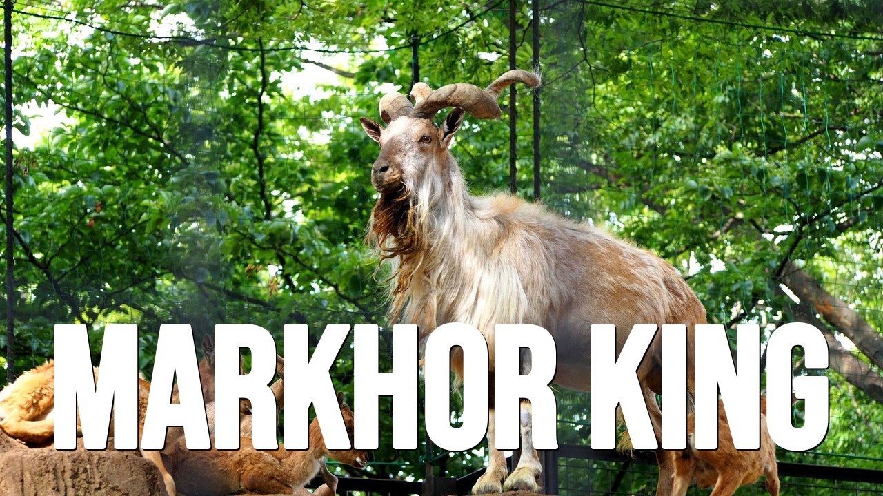 The Markhor: Mountain King - YouTube