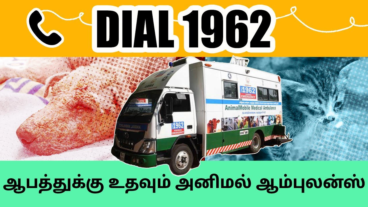 Animal Ambulance Service In Tamil Nadu Animal animal-ambulance-service-in-tamil-nadu-animal