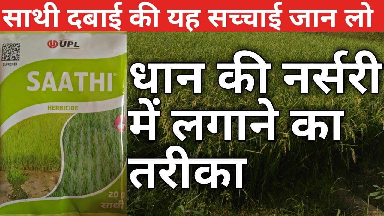 dhan ki nursery ki dawai | dhan ki paudha!! how to use saathi herbicide hindi/ धान की फसल की ...