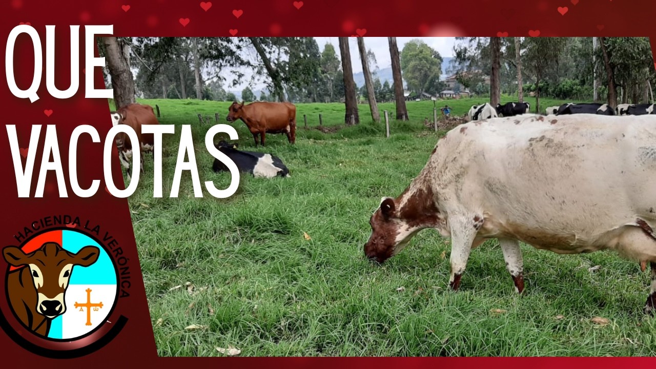 CONOZCAMOS A LA RAZA LECHERA MILKING SHORTHORN - YouTube