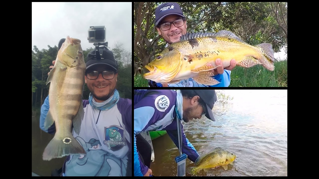 Masterfish - Pescaria de tucunaré amarelo e azul - YouTube