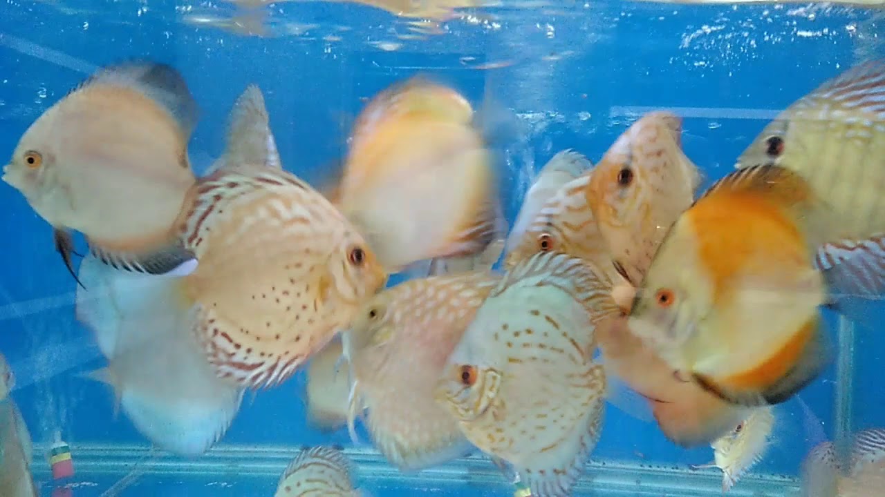 Discus Fish Mumbai India - YouTube