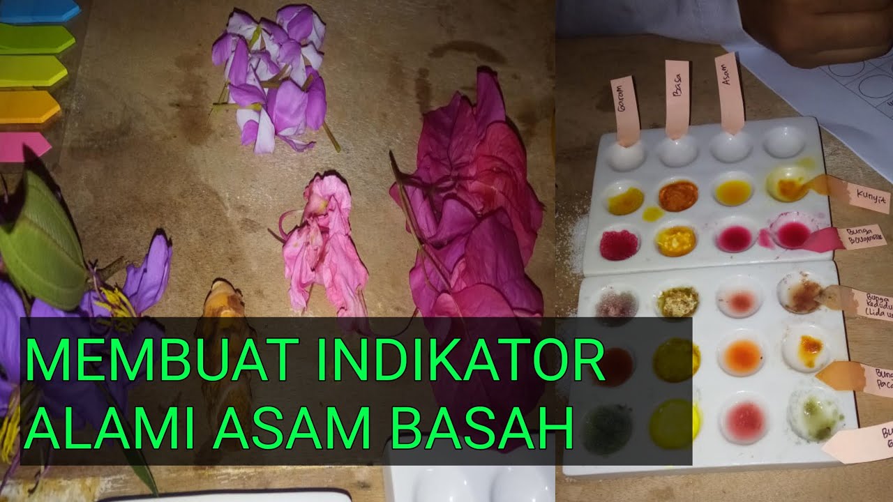 Membuat Indikator Alami Asam Basa - YouTube