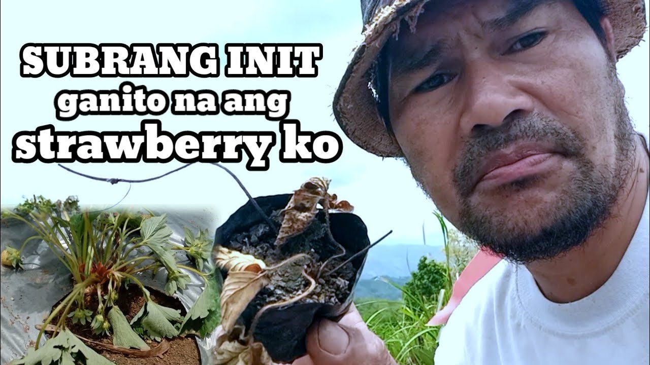 GRABE NA ANG INIT NG ARAW KAY ITO NA ANG NG YARI SA STRAWBERRY KO - YouTube