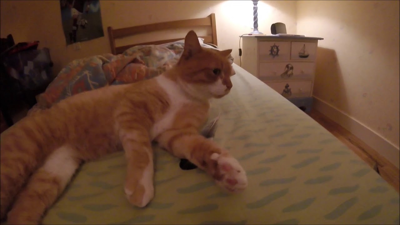 Première rencontre entre deux chats (first meeting between cats) - YouTube