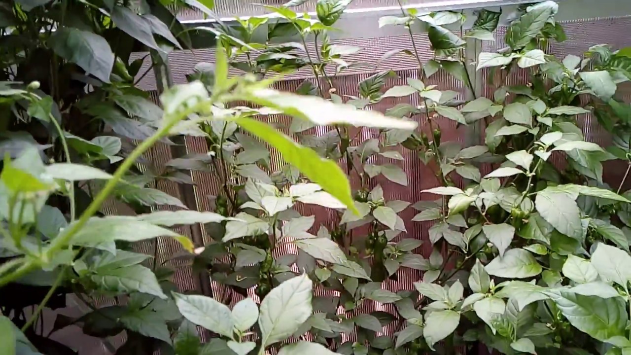 Coco coir chili growing 26.8.2018 - YouTube