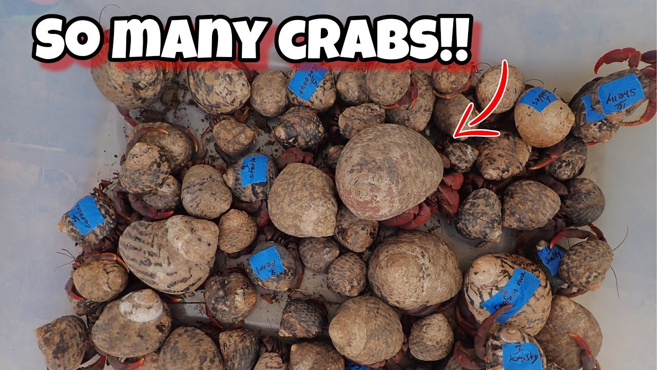 HERMIT CRAB RACING?! St. John - YouTube