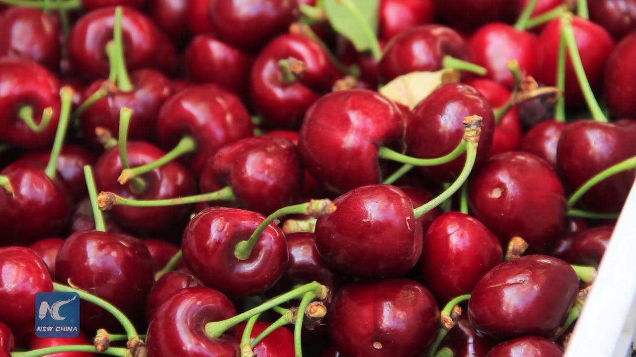Chilean cherry export to China hits new record of over 100 tons - YouTube