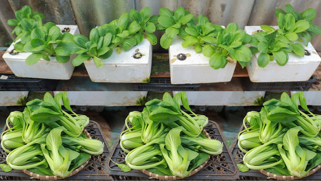 Growing hydroponic bok choy at home - Anyone can do it - YouTube