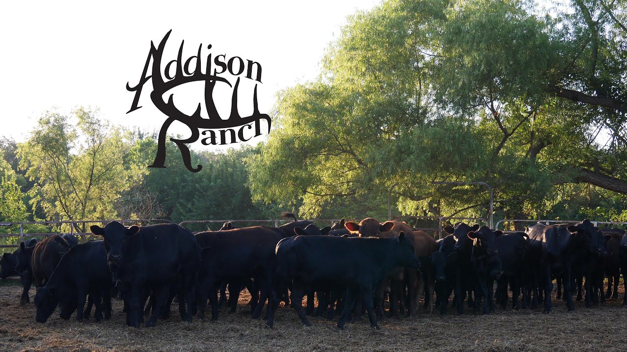 SHIPPING BULL CALVES START TO FINISH AND SALE - YouTube