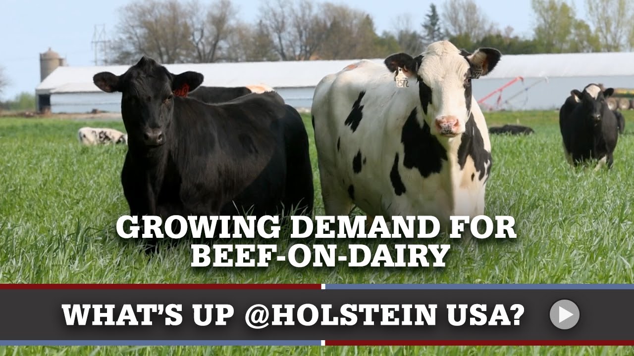 What's Up at Holstein USA: Beef-on-Dairy - YouTube