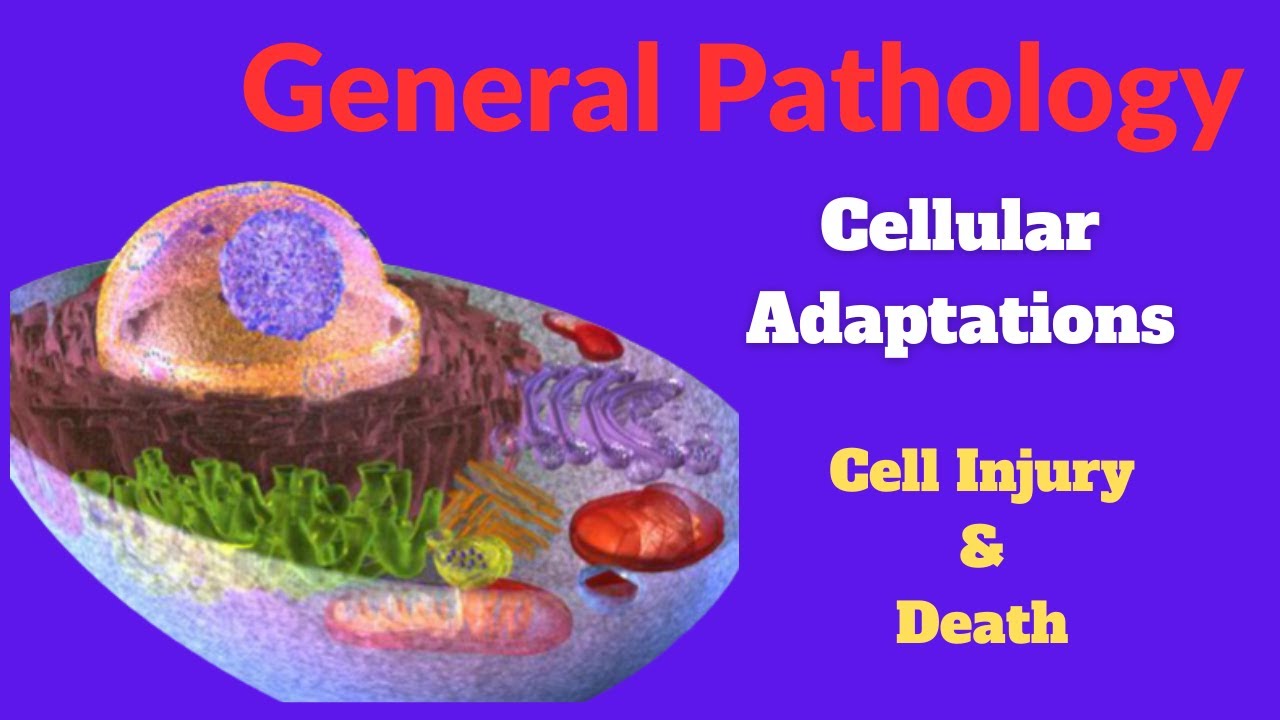 General Pathology, Cellular Adaptations, Cell Injury and Cell Death I ...