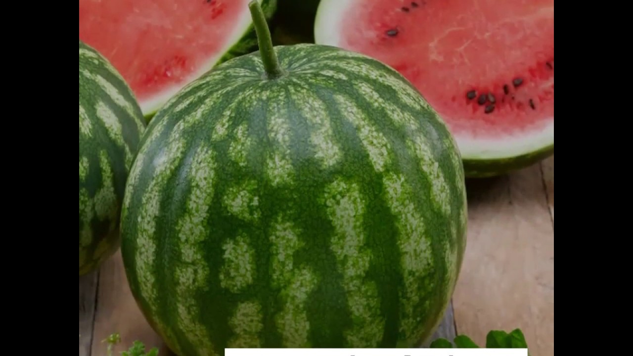 Mouthwatering Cal Sweet Bush Watermelon - YouTube