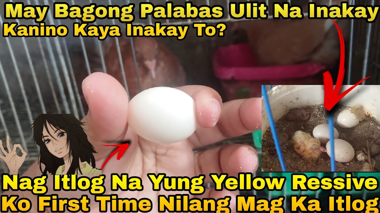 Nag Itlog Na Yung Yellow Ressive Ko First Time Nilang Mag Ka Itlog At May Bagong Papisa Ulit 🕊️🕊 ...