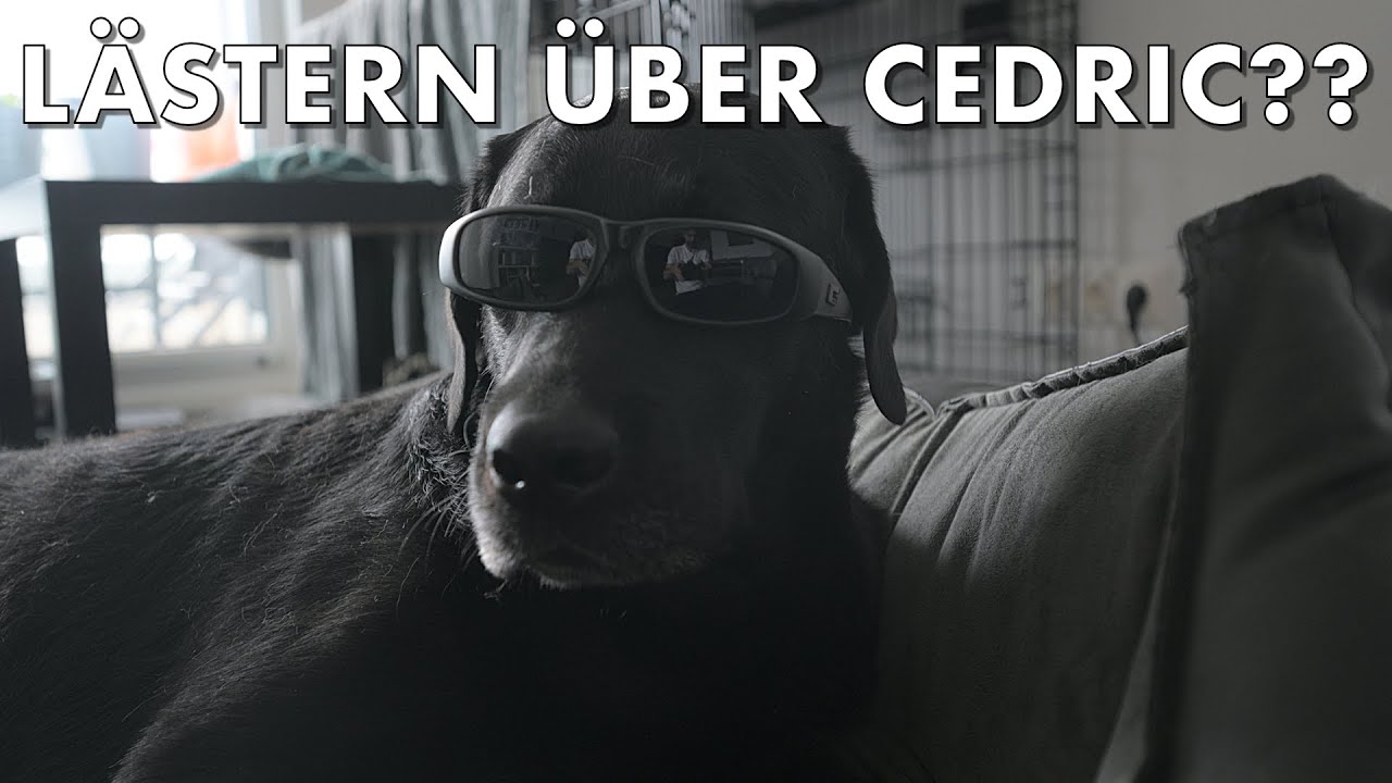 Cedric der Labrador - 218 | Lästern über Cedric?? - YouTube