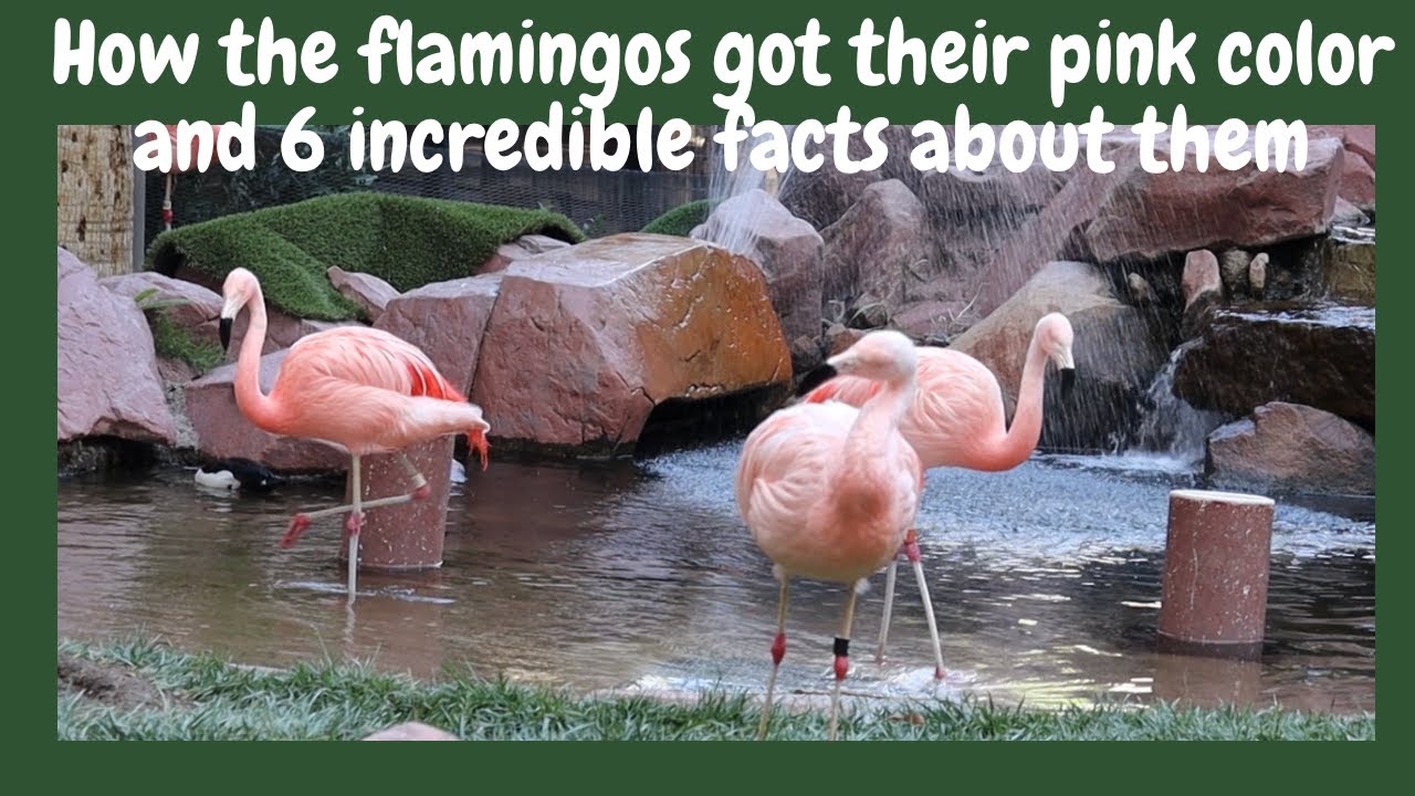 How the flamingos got their pink color and 6 incredible facts about ...