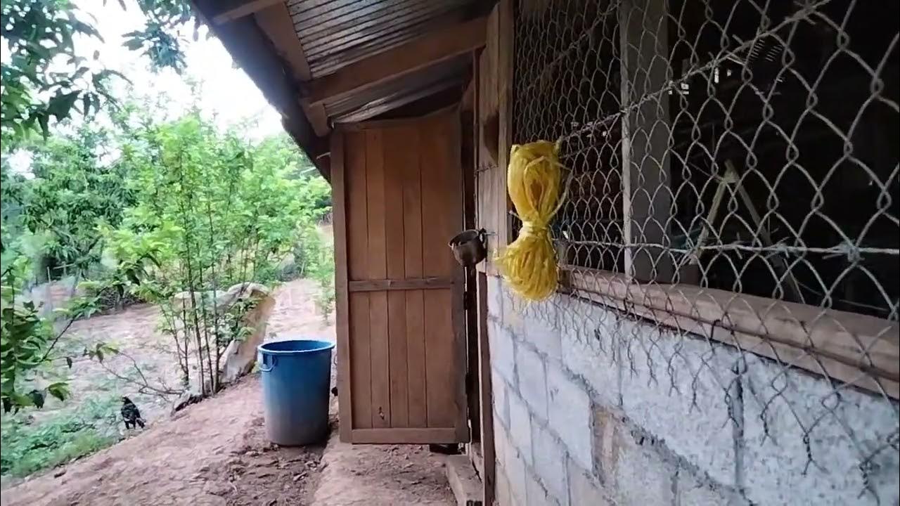 kuv coj peb mus saib hlob paj xyum lub tsev tu qaib 23/5/2023. - YouTube