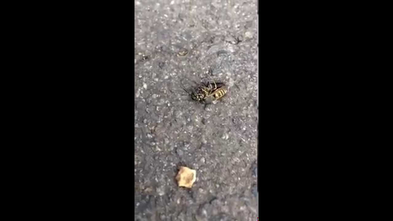 Brutal Bug Fight: CAUGHT ON TAPE - YouTube